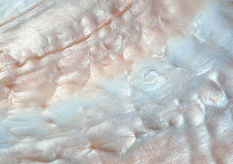 Todo sobre la Perla Nacar - Ingredientes | Garnier México